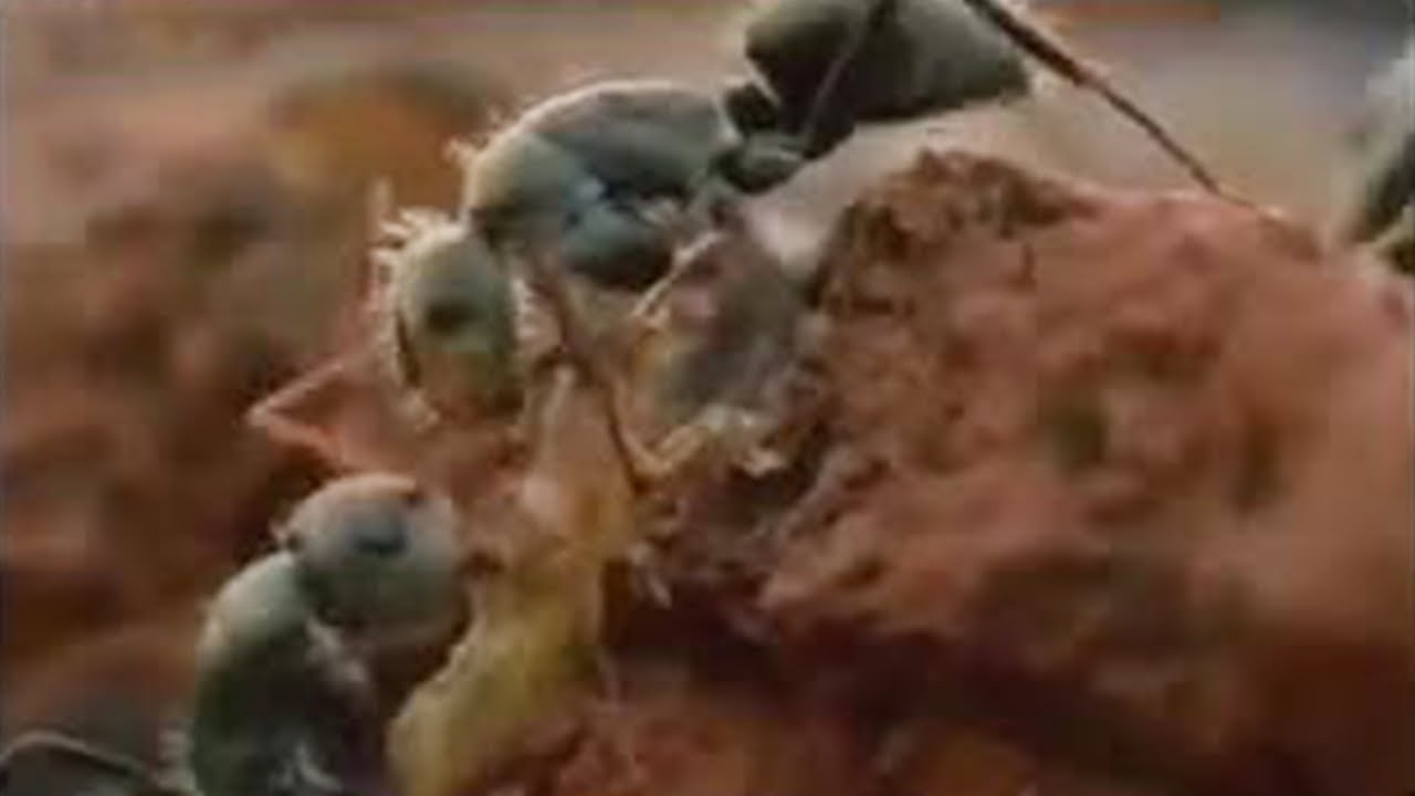 Ants Attack Flying Termites | Wild South America | BBC Studios - YouTube