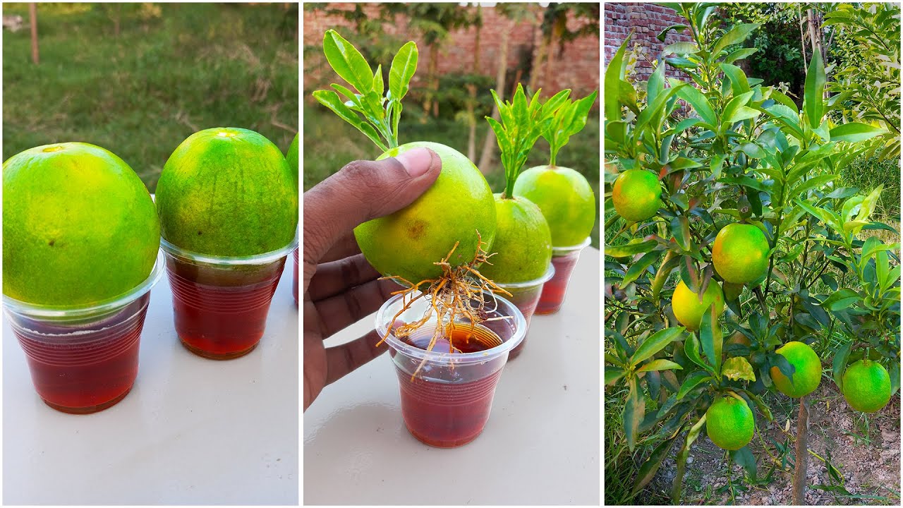 How to grow orange plant at home from fruit || Water propagation for ...