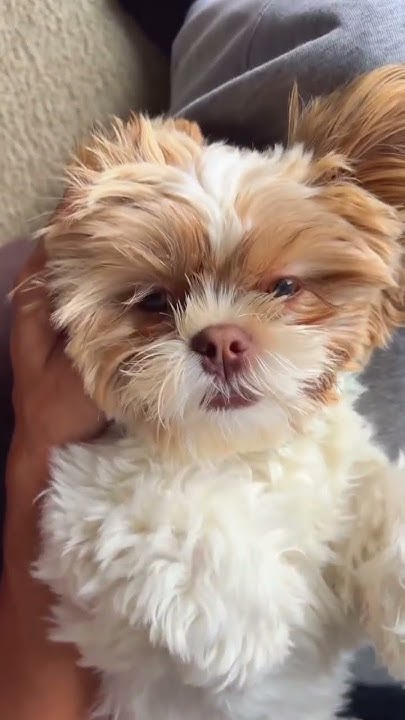 Shih Tzu just want to rest #puppy #dog #pets #cutedog #cute - YouTube