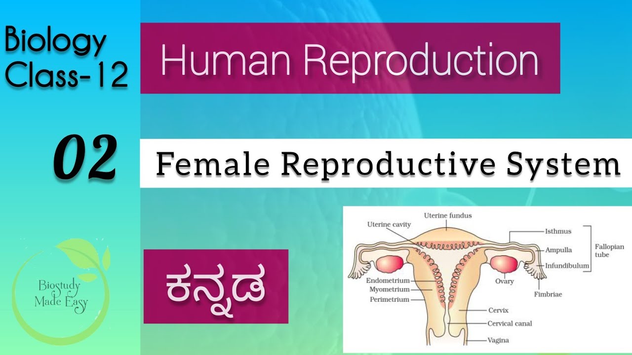 2pu Biology| FEMALE REPRODUCTIVE SYSTEM IN KANNADA |KCET| Human ...
