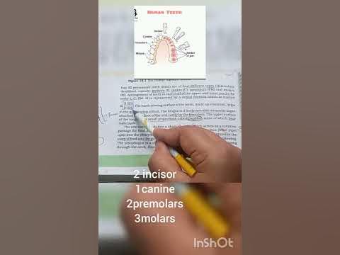 dental formula/human teeth - YouTube