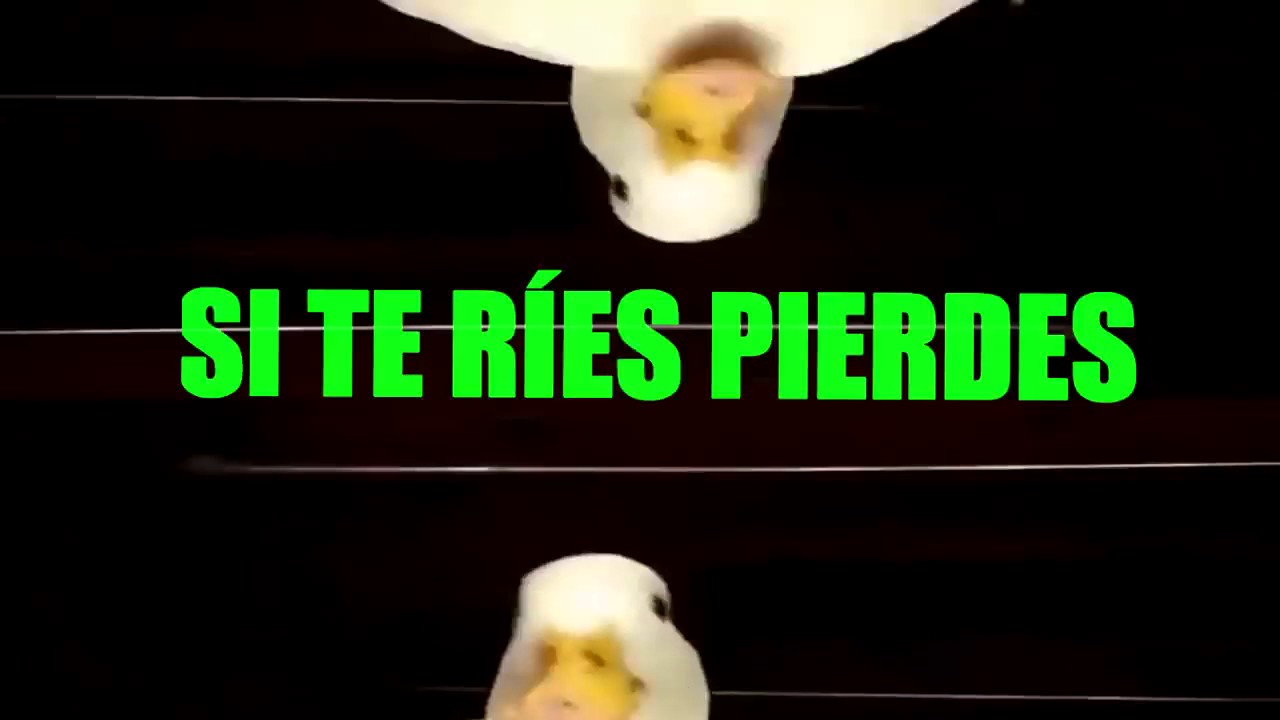 Si te ries pirdes nivel dios:) - YouTube