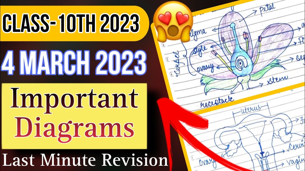 Last minute revision of All Important Diagrams | Class 10th Science ...
