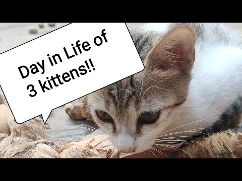 Kittens day out!! Relaxation video #cutelittlekittens #cutekittens #catlife
