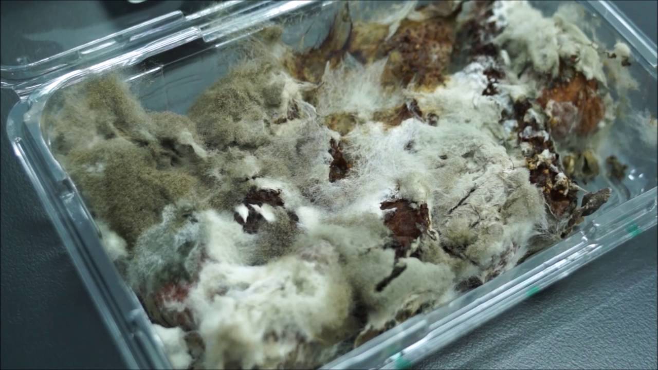 Isolating Rhizopus mycelium for observation - YouTube