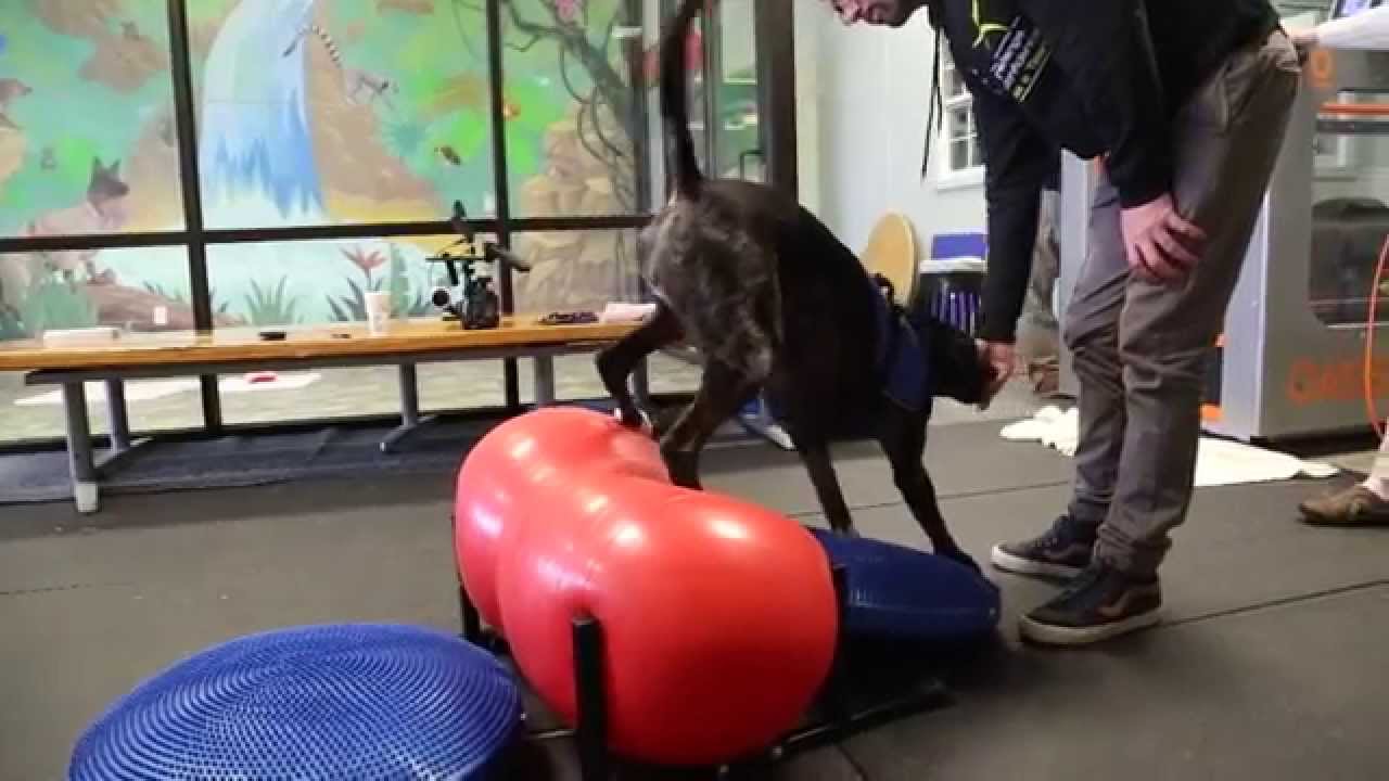 TTA (Tibial Tuberosity Advancement) surgery one week post-op - YouTube