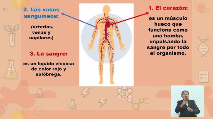 Ciencias Naturales Sistema Circulatorio
