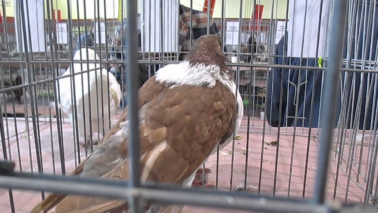 Hana Pouter Pigeons - YouTube