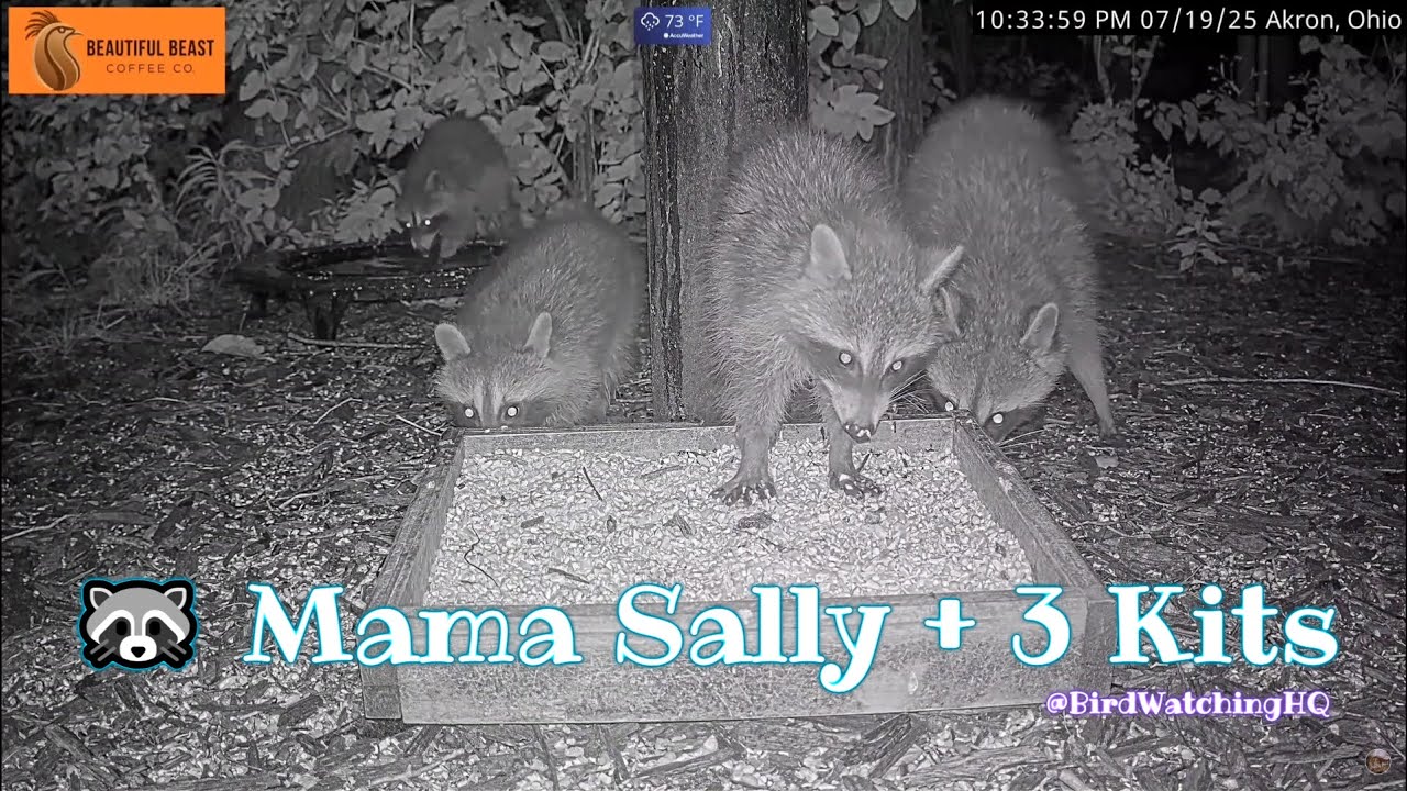 Mama 🦝 Sally + 3 Kits @BWHQ - 7.19.25 - YouTube