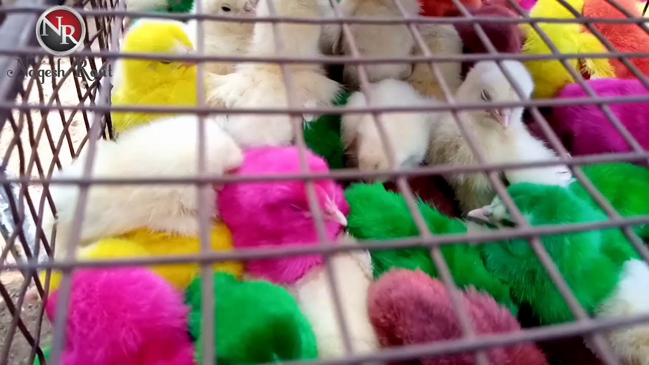 Colour Chicks Sale || Every Colors here available || colors chiks ...