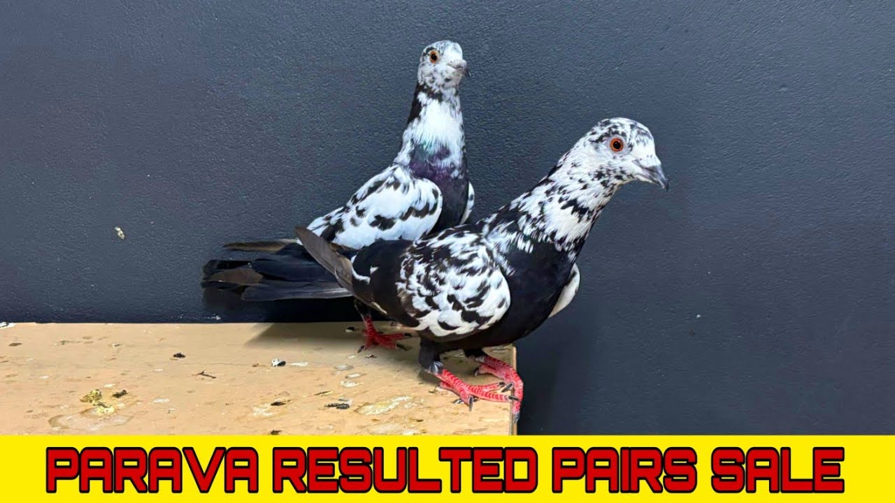 Parava Resulted pairs for sale | 6374370483 | heavy resulted pairs sale ...