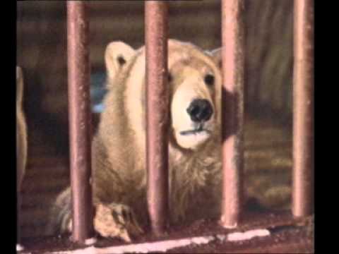 8 Polar bear prison - YouTube