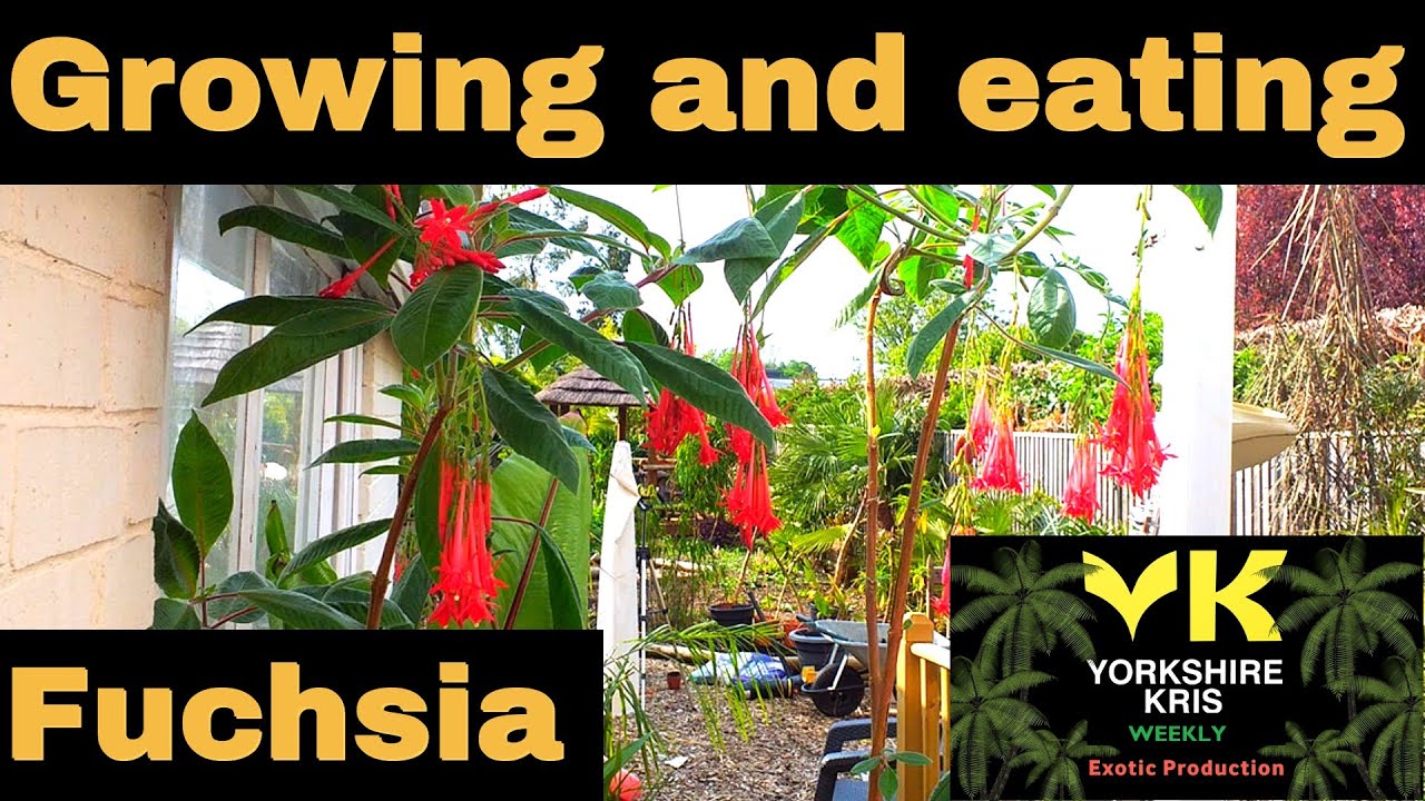 Growing and Eating Fuchsia - YouTube