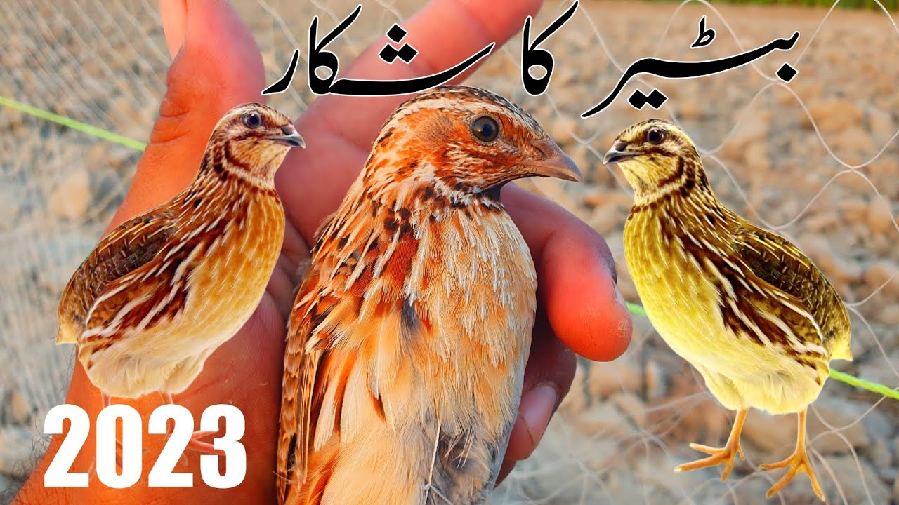 Batair ka shikar part 16 Quail hunting in pakistan 2023 4K - YouTube
