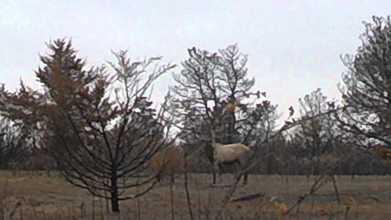 Nebraska Elk - YouTube