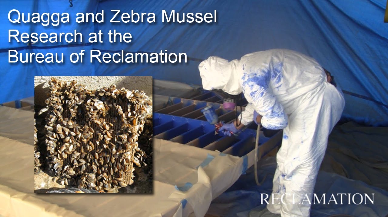 Invasive Mussel Coatings Research - YouTube