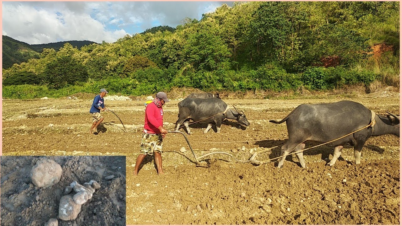 Batarisan pag araro tulungan Lang SA kapwang mag bubukid at pag tangal ...