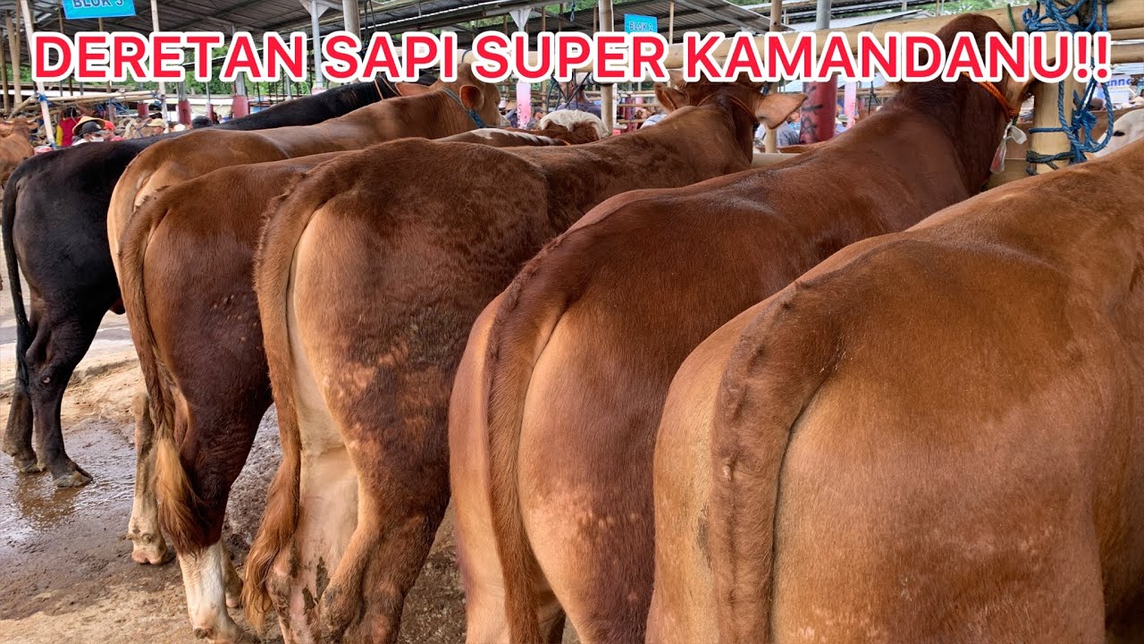 REVIEW PEDETAN SUPER CALON MONSTER KAMANDANU!! - YouTube