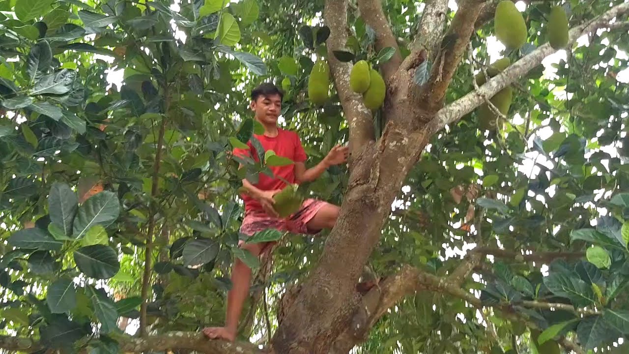 PAKAK + AN EXOTIC VEGETABLES IN PHILIPPINES + RAW JACKFRUIT - YouTube