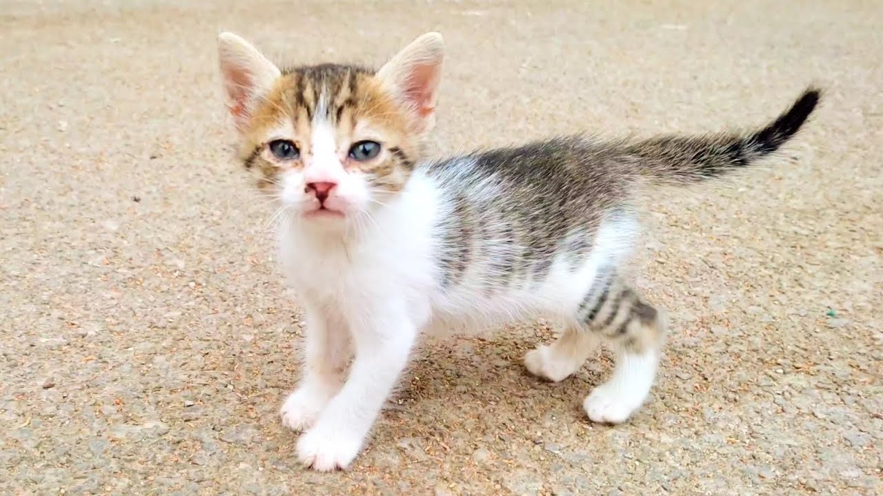 The life of this little kitten is in danger if he left lonely on the ...