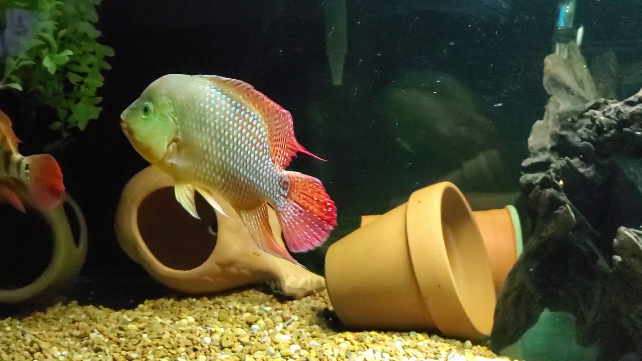 Male Red Terror - YouTube