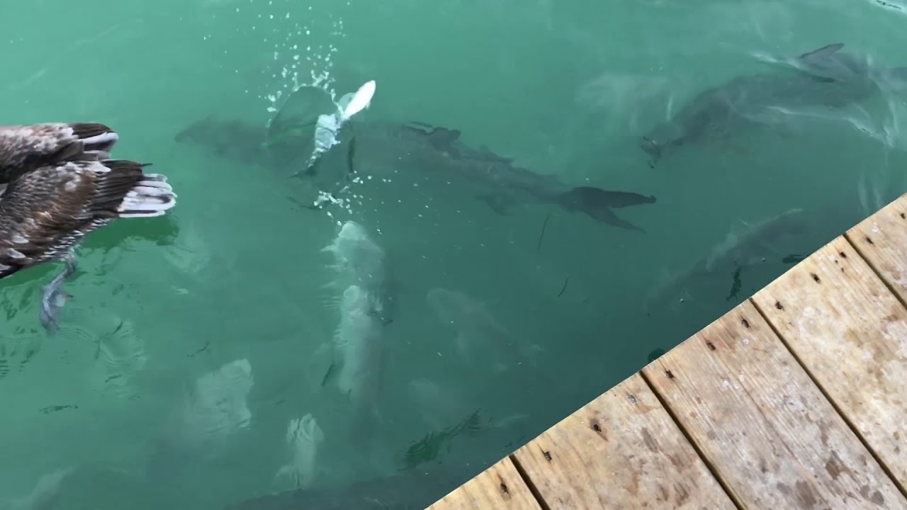 Robbies in Islamorada Tarpon Feeding | Islamorada, Florida Footage ...