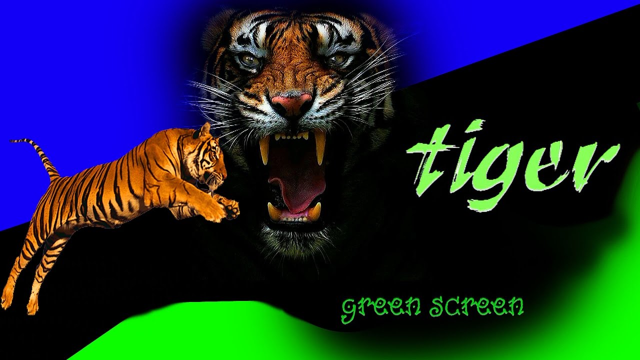 green screen tiger hd 1080p - YouTube