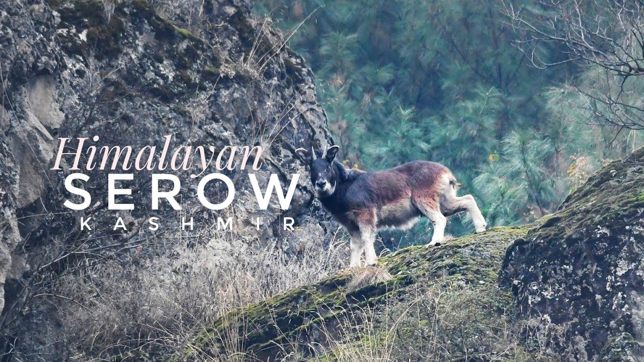 Himalayan Serow (roam/raem) - Kashmir | Thar | Elusive & Rare - YouTube
