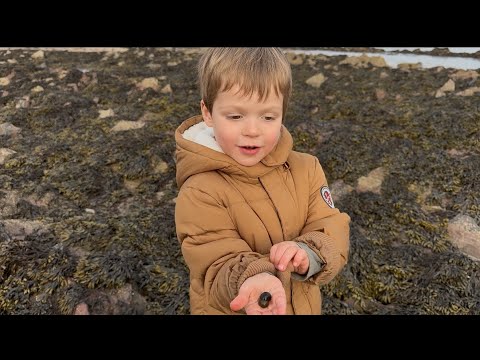 23/03/2025 Ethan’s first Fife Hermit Crabs at Elie Beach - YouTube