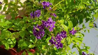Care of Duranta Plant || Fun Gardening