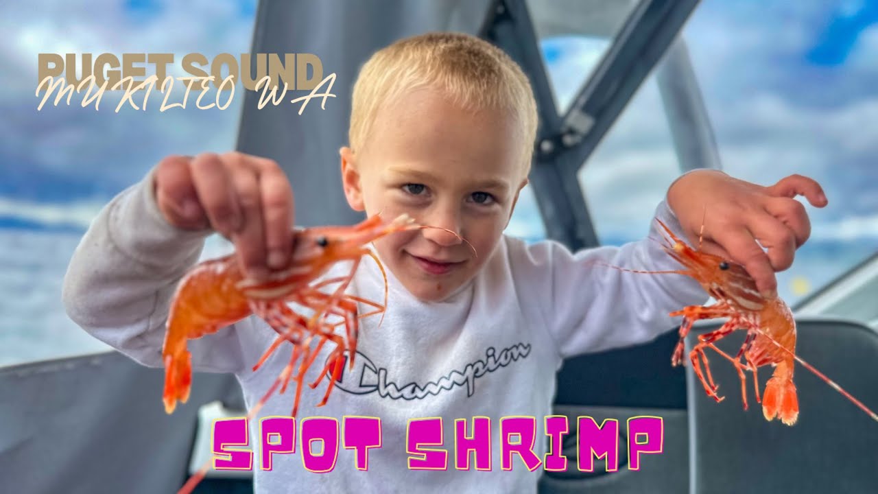 Puget Sound / SPOT SHRIMP / 2024 - YouTube