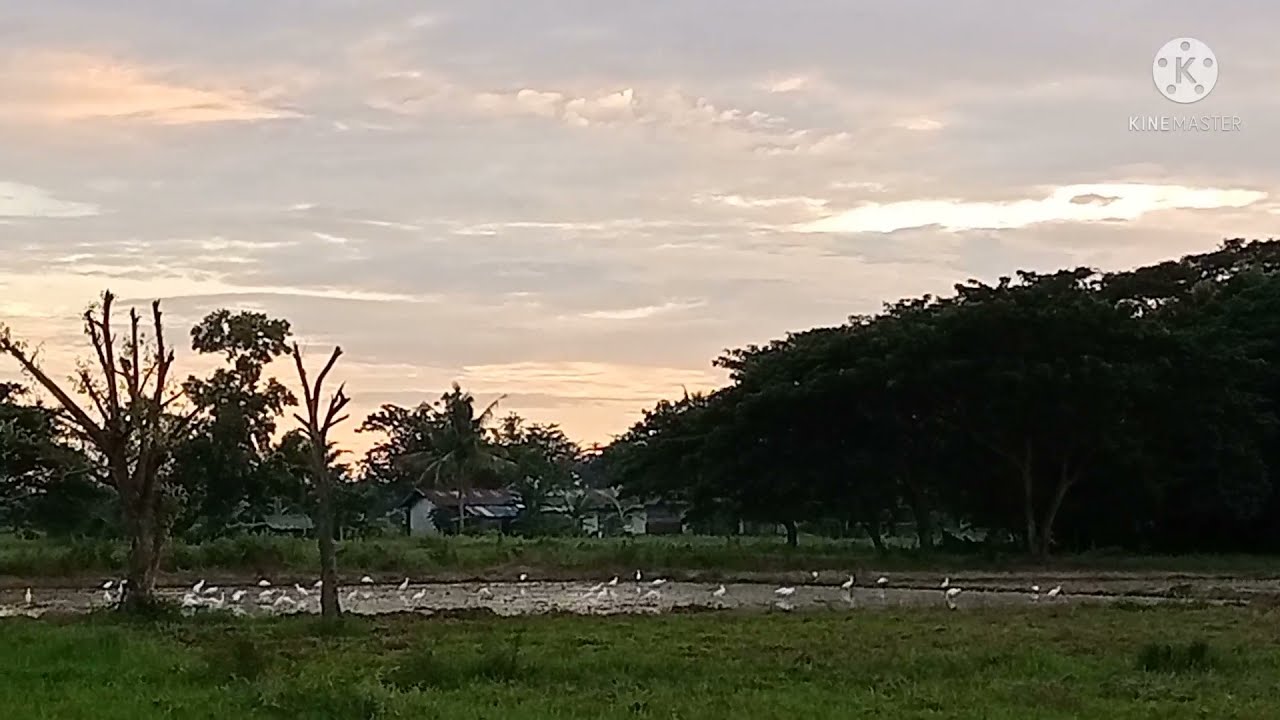 Amazing Migratory Birds / Tagak / Kannaway Sa Ilokano / Egret - YouTube
