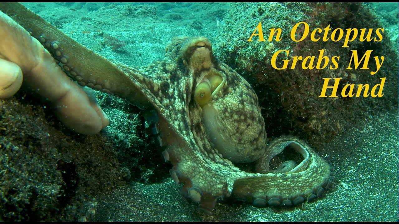 An Octopus Grabs My Hand - YouTube