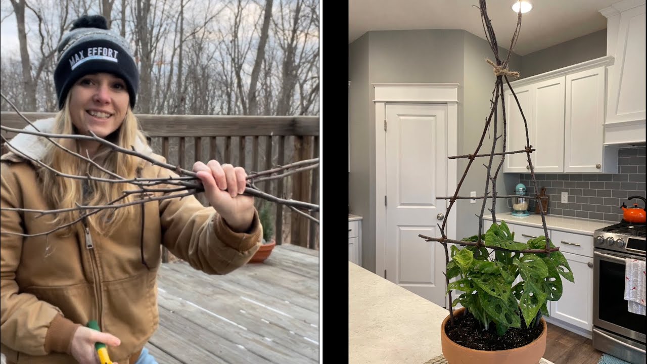 DIY Monstera Trellis: with trimmings from my river birch tree. Sticks ...