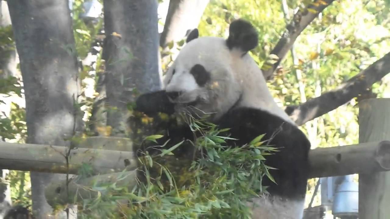 Les pandas du Zoo d'Ueno (Tokyo - Japon) - YouTube