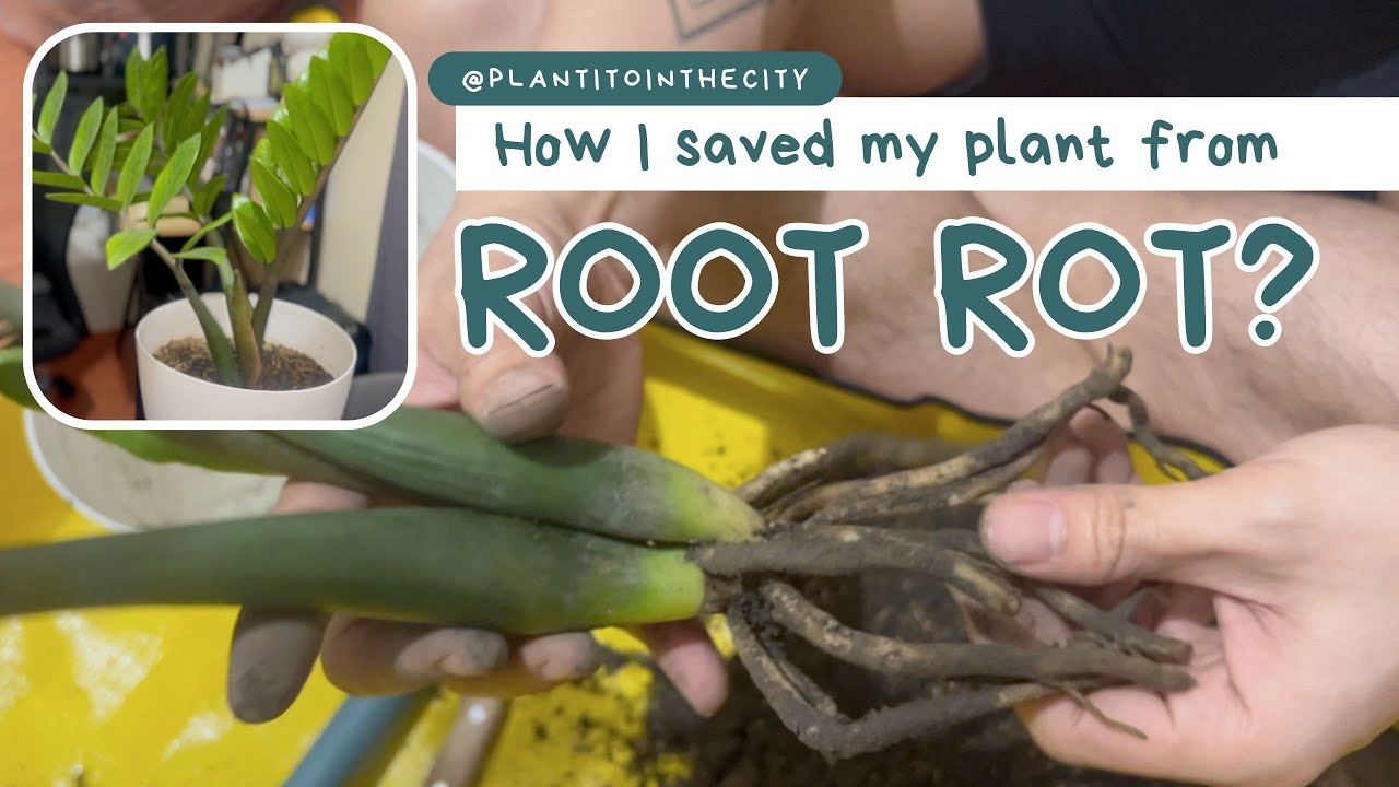 Simple Steps to Save Plants from Root Rot? | Plantito in the City - YouTube
