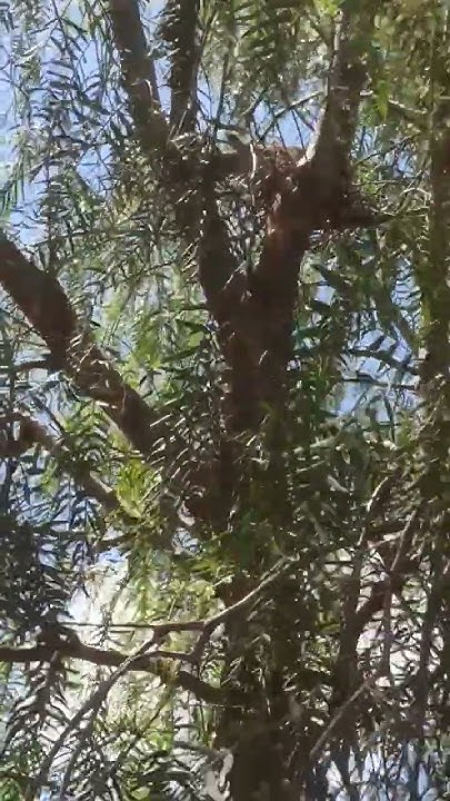 عش اليمامة🕊️😍😍😍🕊️🕊️🕊️🕊️ Youtube