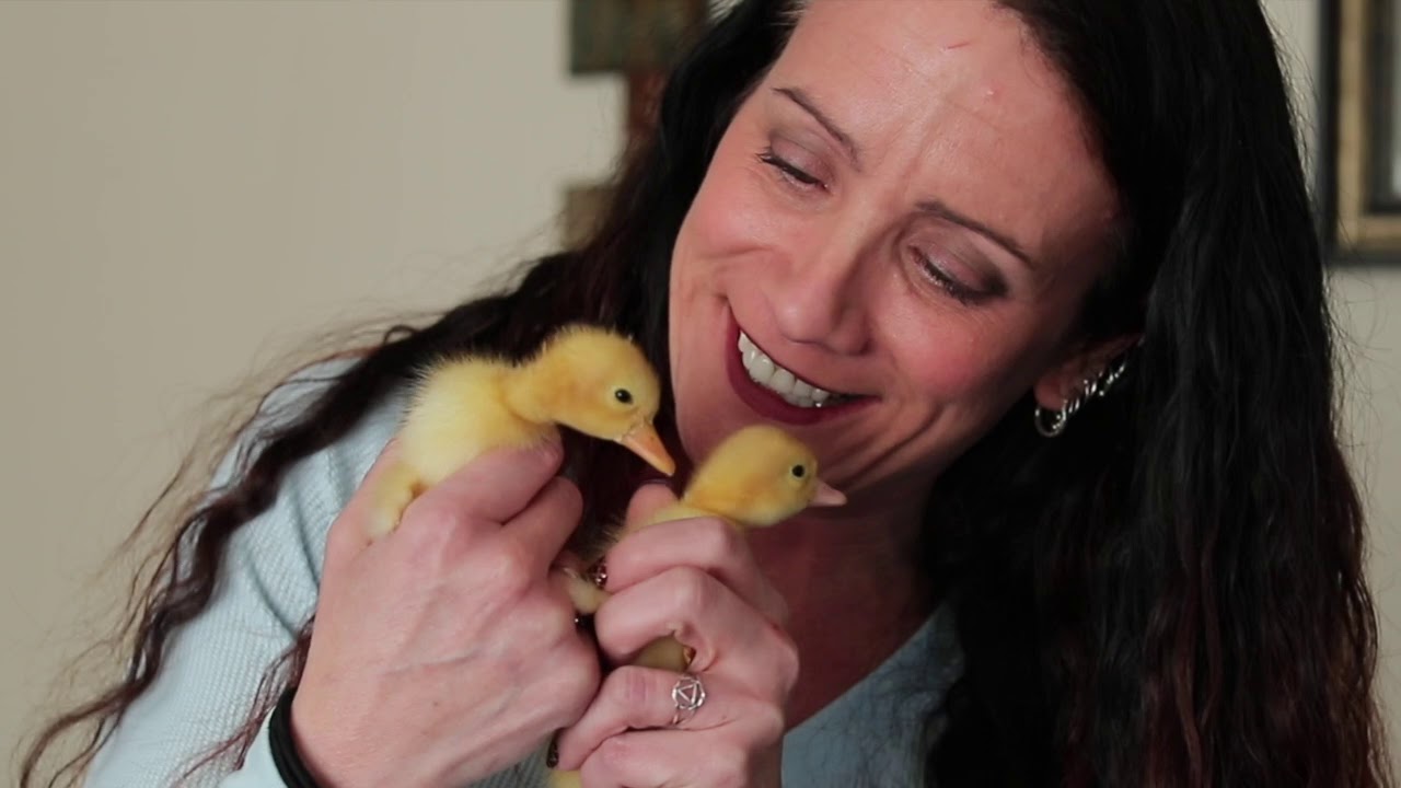 Double the fluff: Rare twin ducks hatch from single egg shell - YouTube