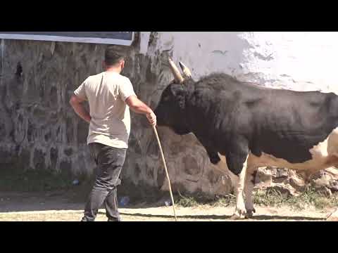 Kafkasör Yaylası / ALACA - KARAGÖZ 2022