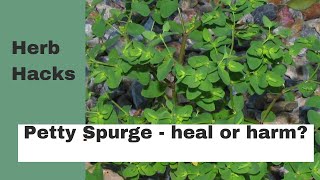 Petty Spurge - Friend or Foe?