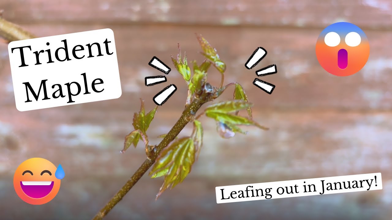 Spring Is That You?! 🤔😱 - YouTube