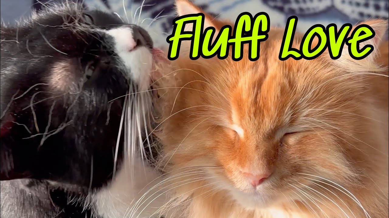 Fluff Love - The purrfect relationship - YouTube