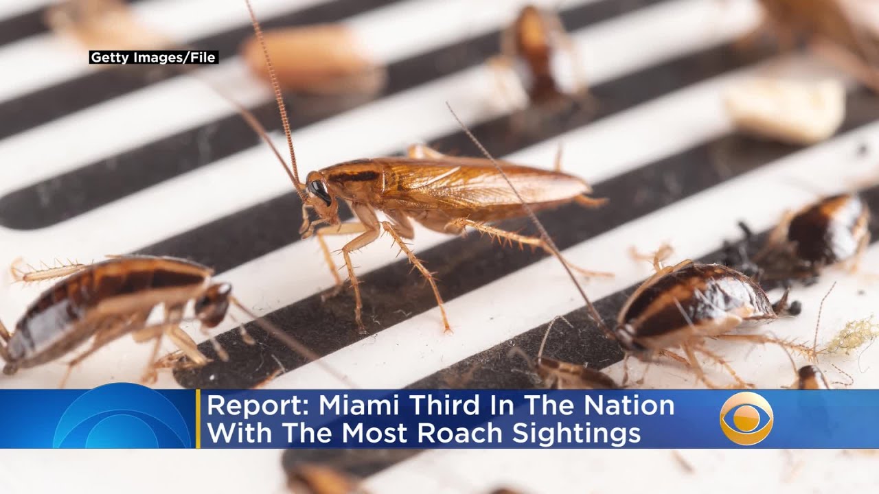 Report: Miami Third In The Nation With The Most Roach Sightings - YouTube