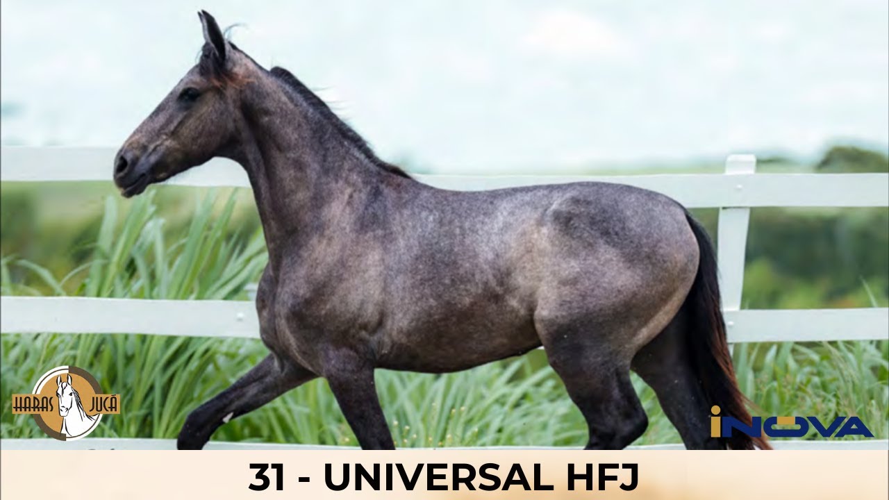 31 UNIVERSAL HFJ - YouTube