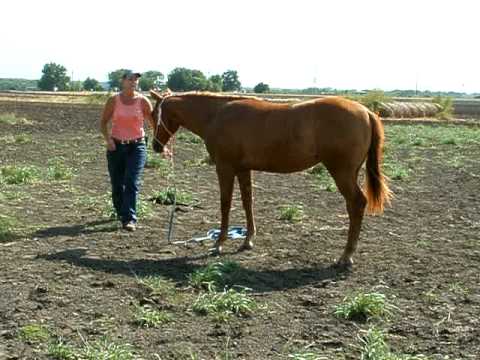 Yearling Quarter Horse Filly - Bowing and Ground Tying - YouTube