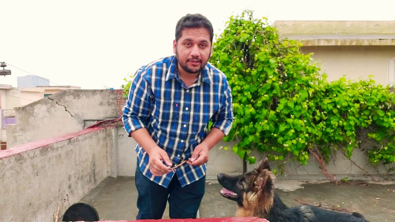 German Shepherd Is Protecting us - YouTube