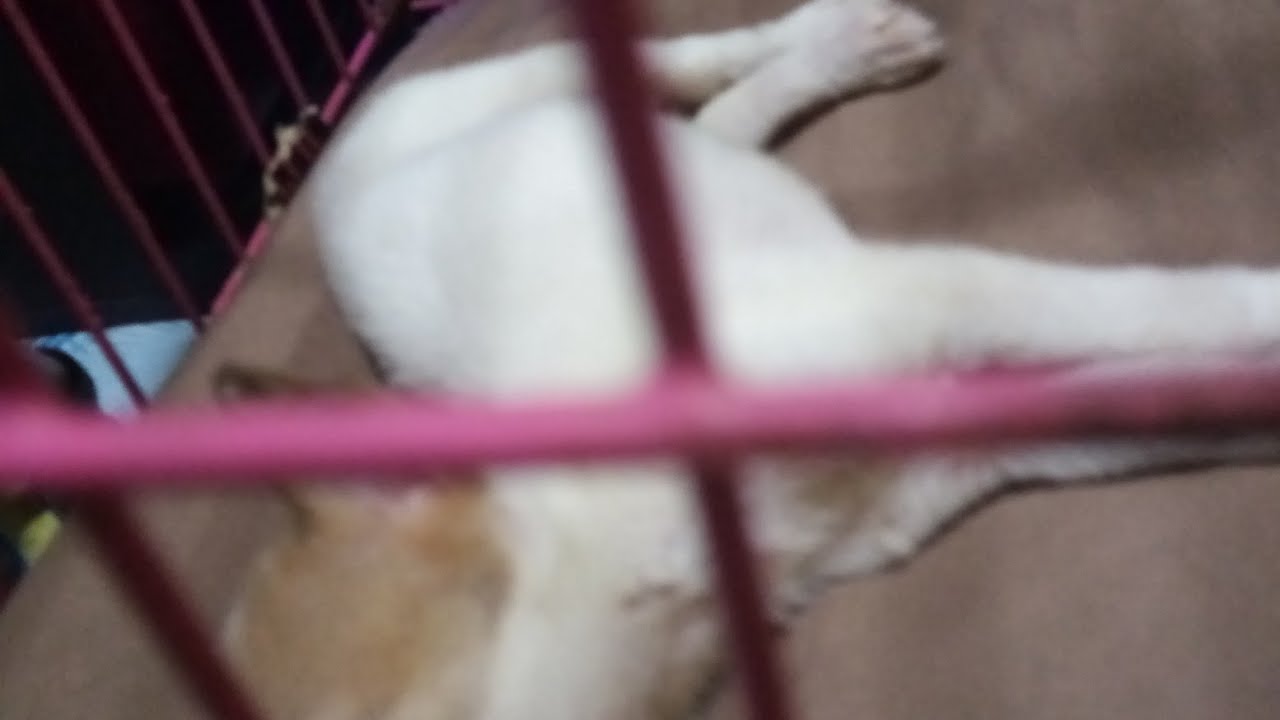 Paano ang dapat gawin kapag may lumabas na bulati nang nagsuka ang aso ...