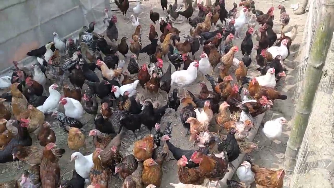 Local hen farming - YouTube