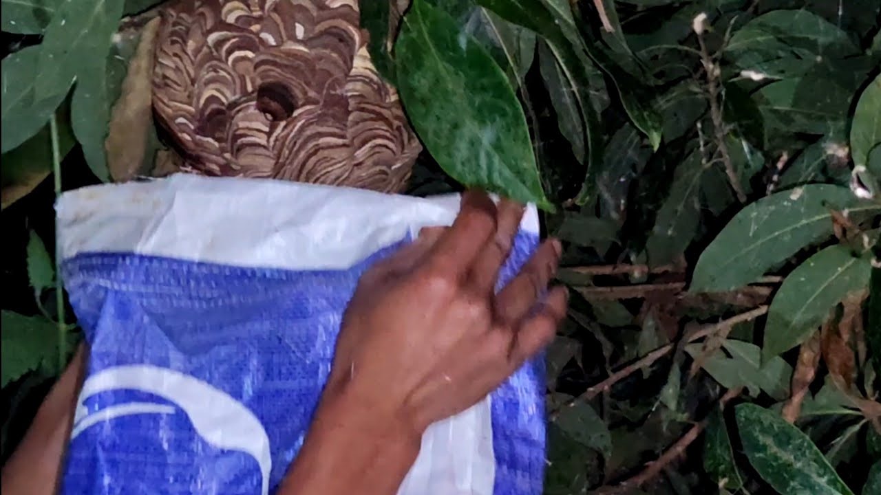 //Khuai bou nuam mei thiak, how to harvest bees, simple method// - YouTube