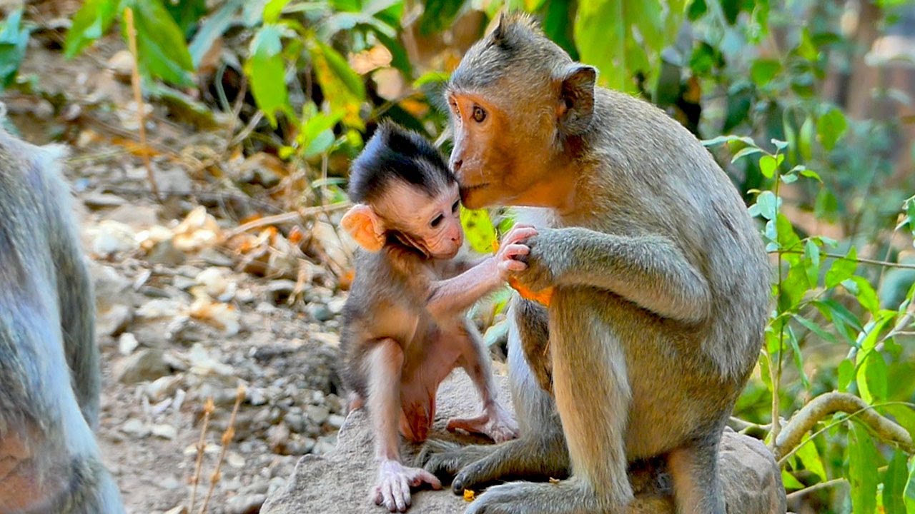 Brother monkey pity his brother give the mango and kiss for loving. - YouTube
